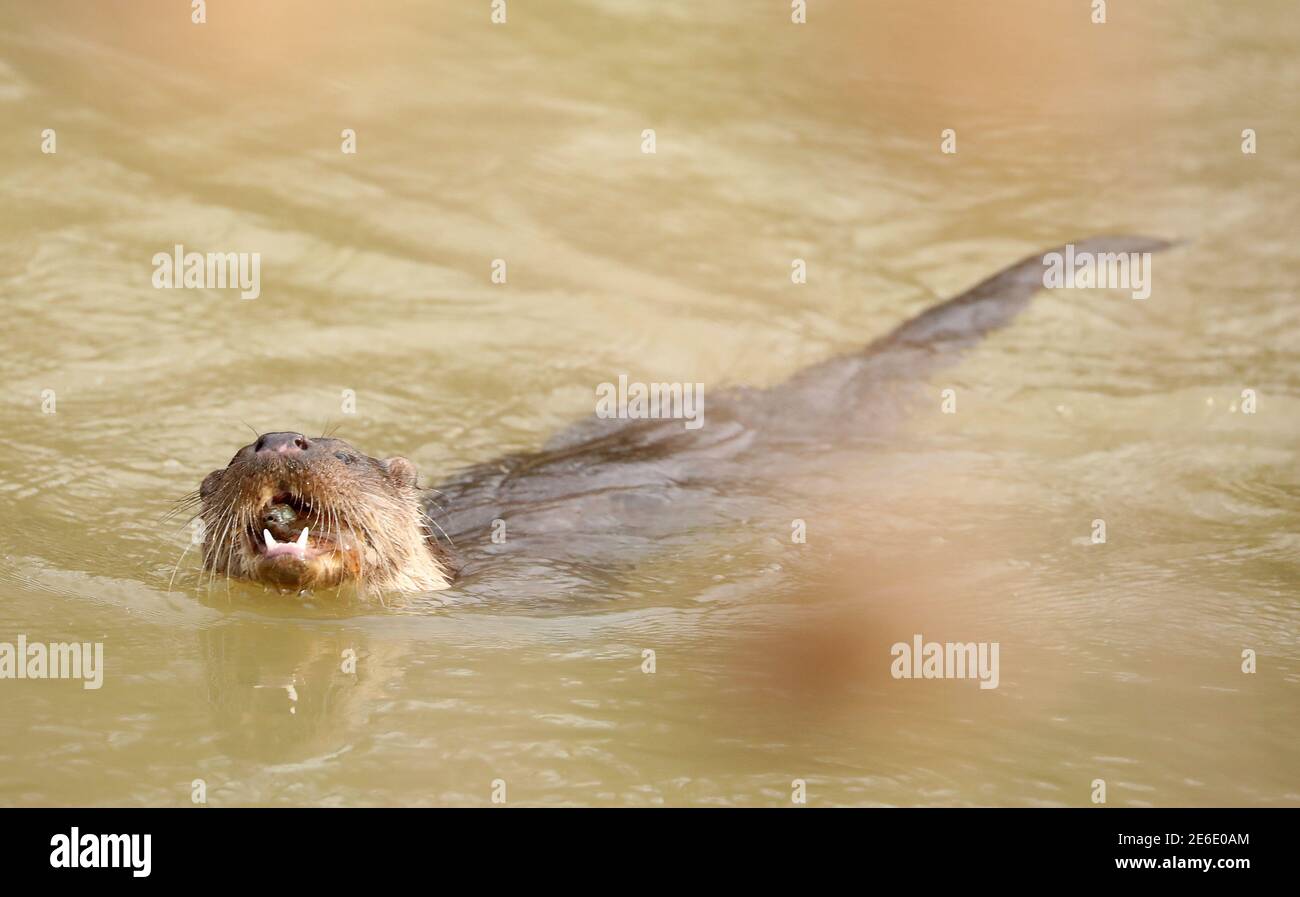 Daddy ruffe hi-res stock photography and images - Alamy