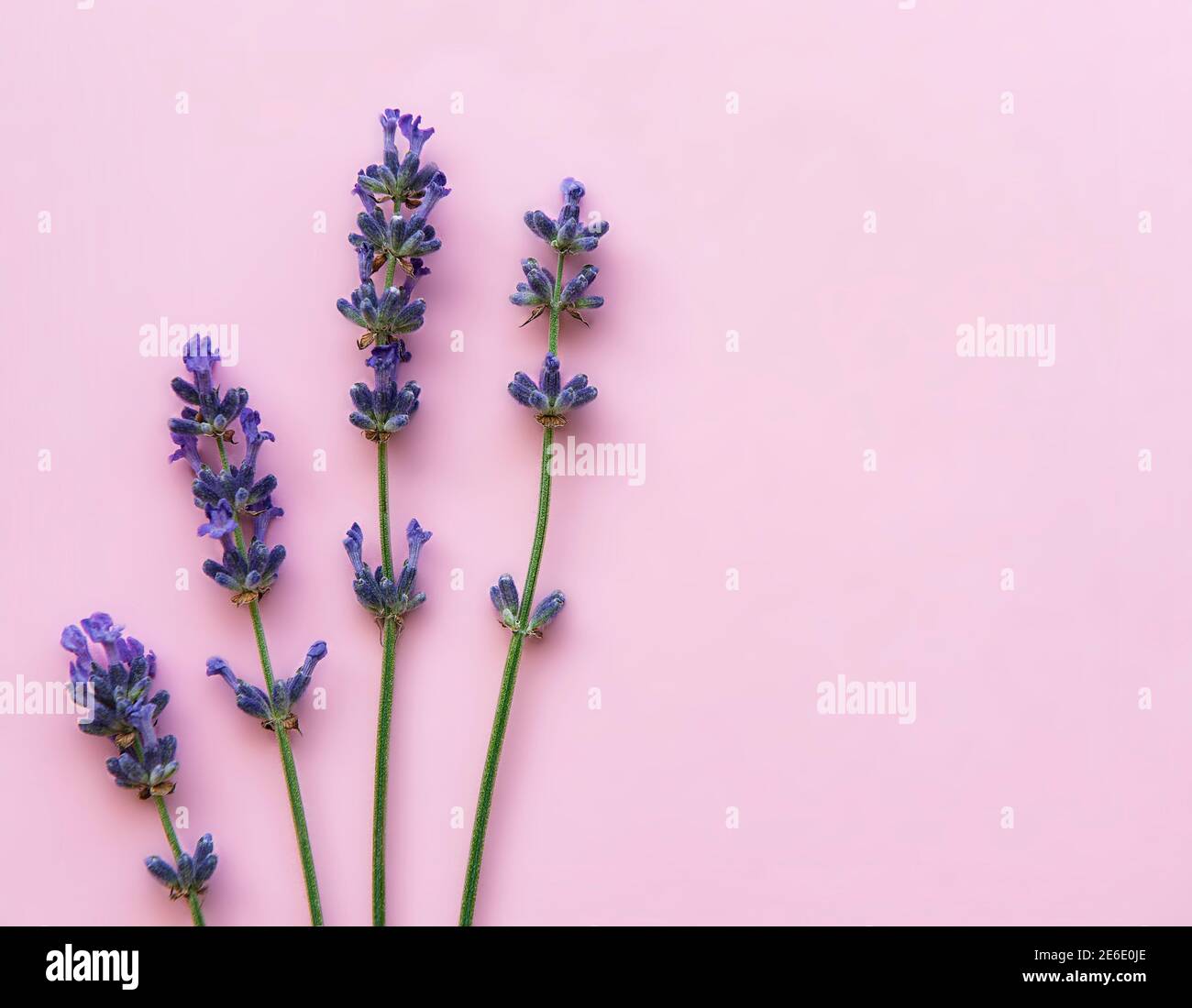 Fresh flowers of lavender, top view on pink background Stock Photo - Alamy