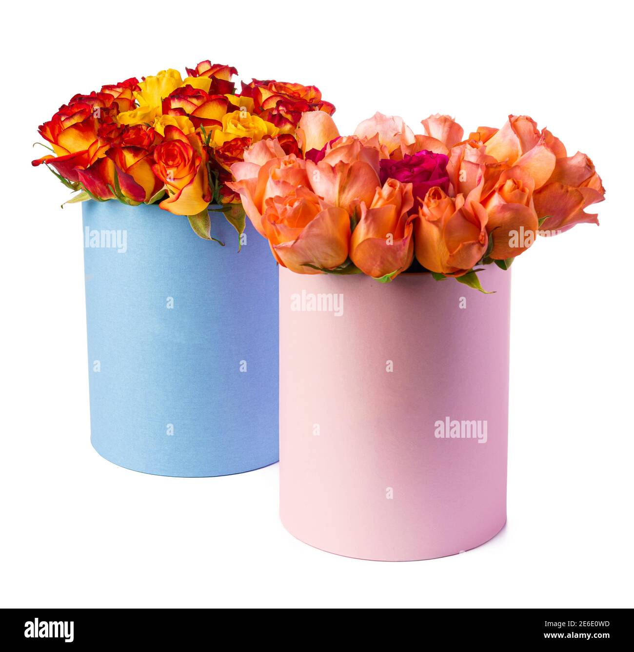 Beautiful boxes with fresh roses isolated on white background Stock ...