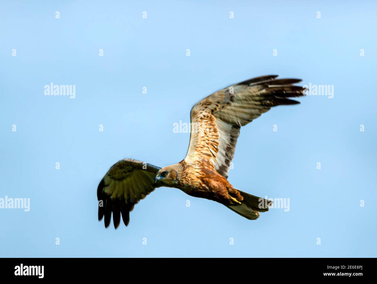 The marsh harriers are birds of prey of the harrier subfamily. They are ...