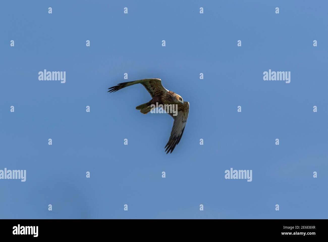 Marsh Harriers High Resolution Stock Photography and Images - Alamy