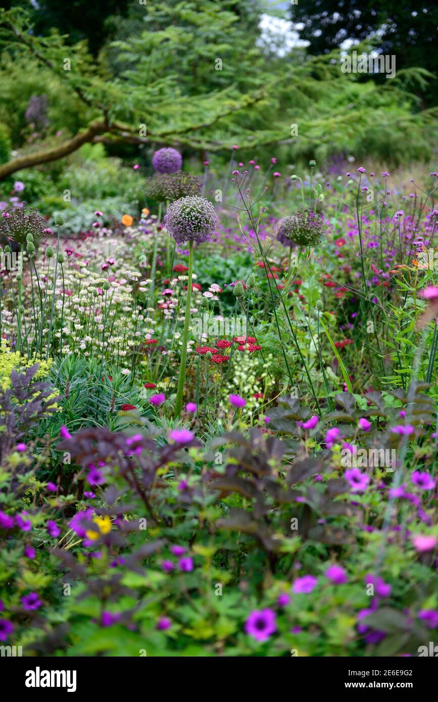 allium purple sensation,geranium anne thomson,astrantia,verbena ...