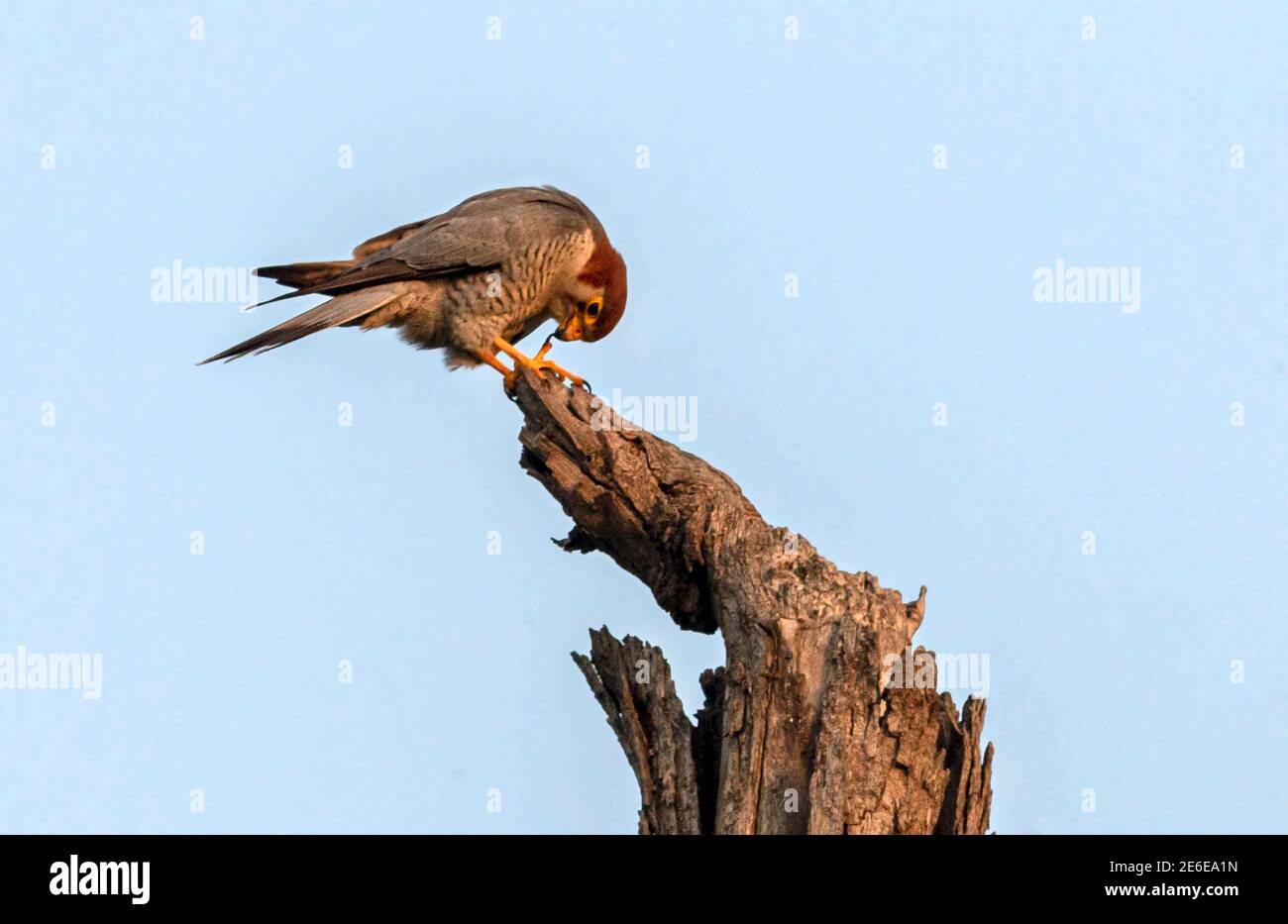 The red-necked falcon is a bird of prey in the falcon family with two ...