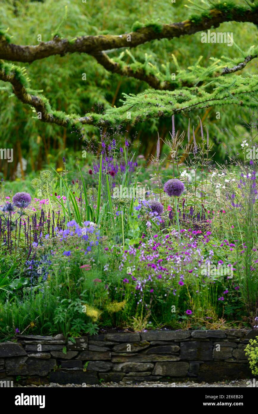 Blue geranium with eryngium hi-res stock photography and images - Alamy