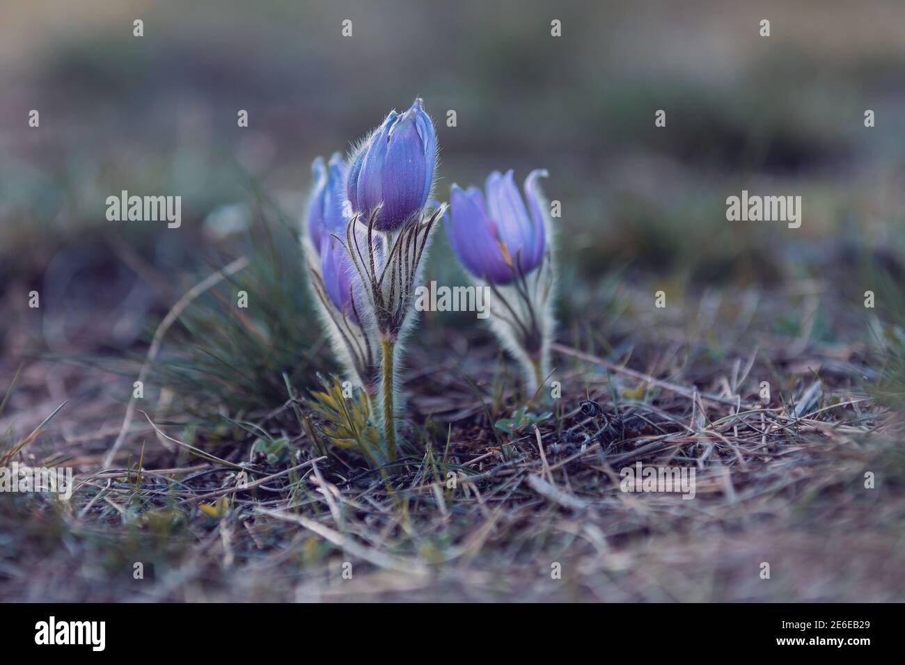 blooming and faded blossom of purple little furry pasque-flower. (Pulsatilla grandis) Blooming ...