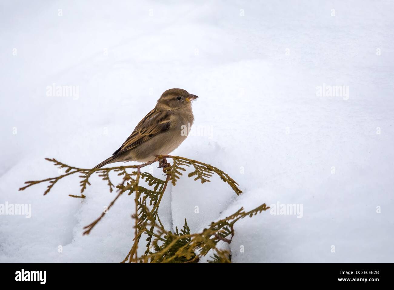 Female passer montanus hi-res stock photography and images - Alamy
