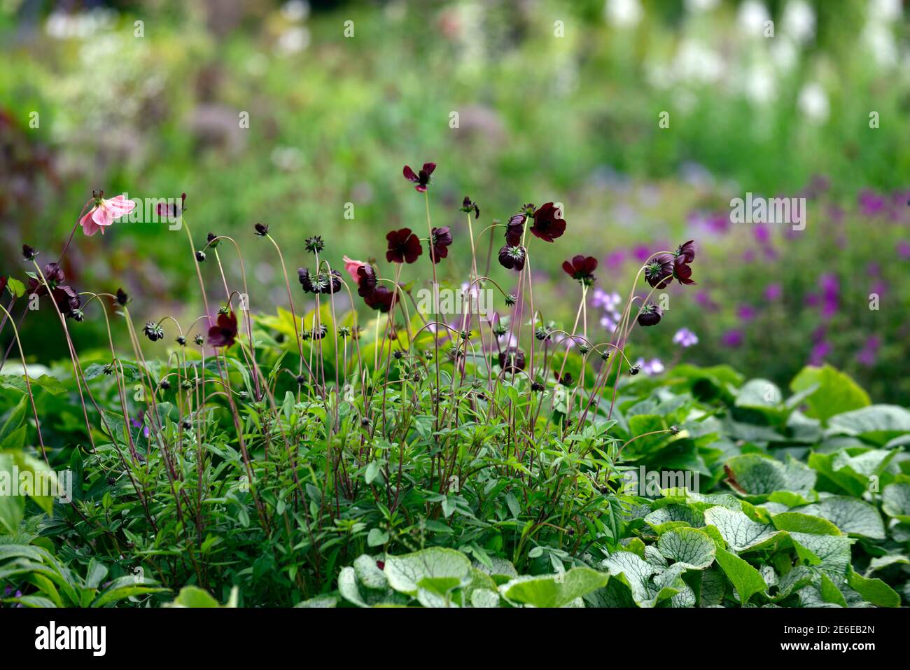 Dark red chocolate scented hi-res stock photography and images - Alamy