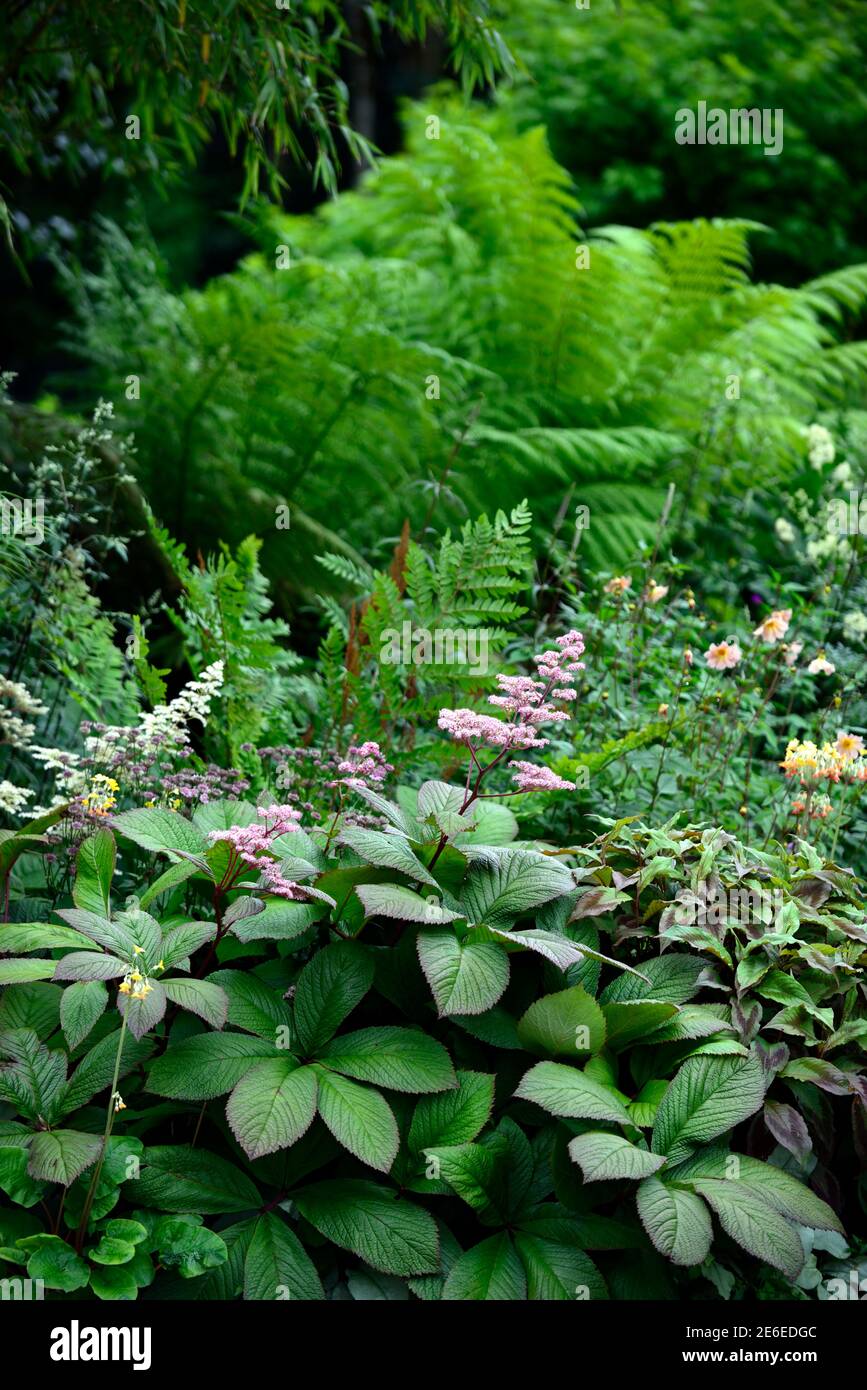Rodgersia pinnata Perthshire Bronze,rodgersia pinnata,pink white flower ...