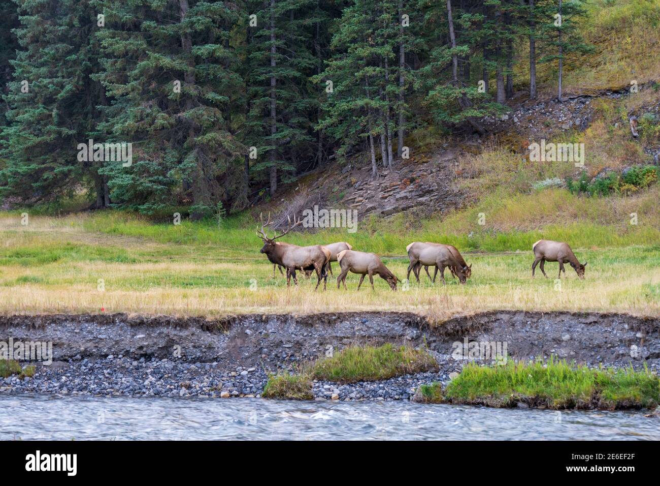 A herd of wild elk foraging and rest in prairie by the Bow river ...