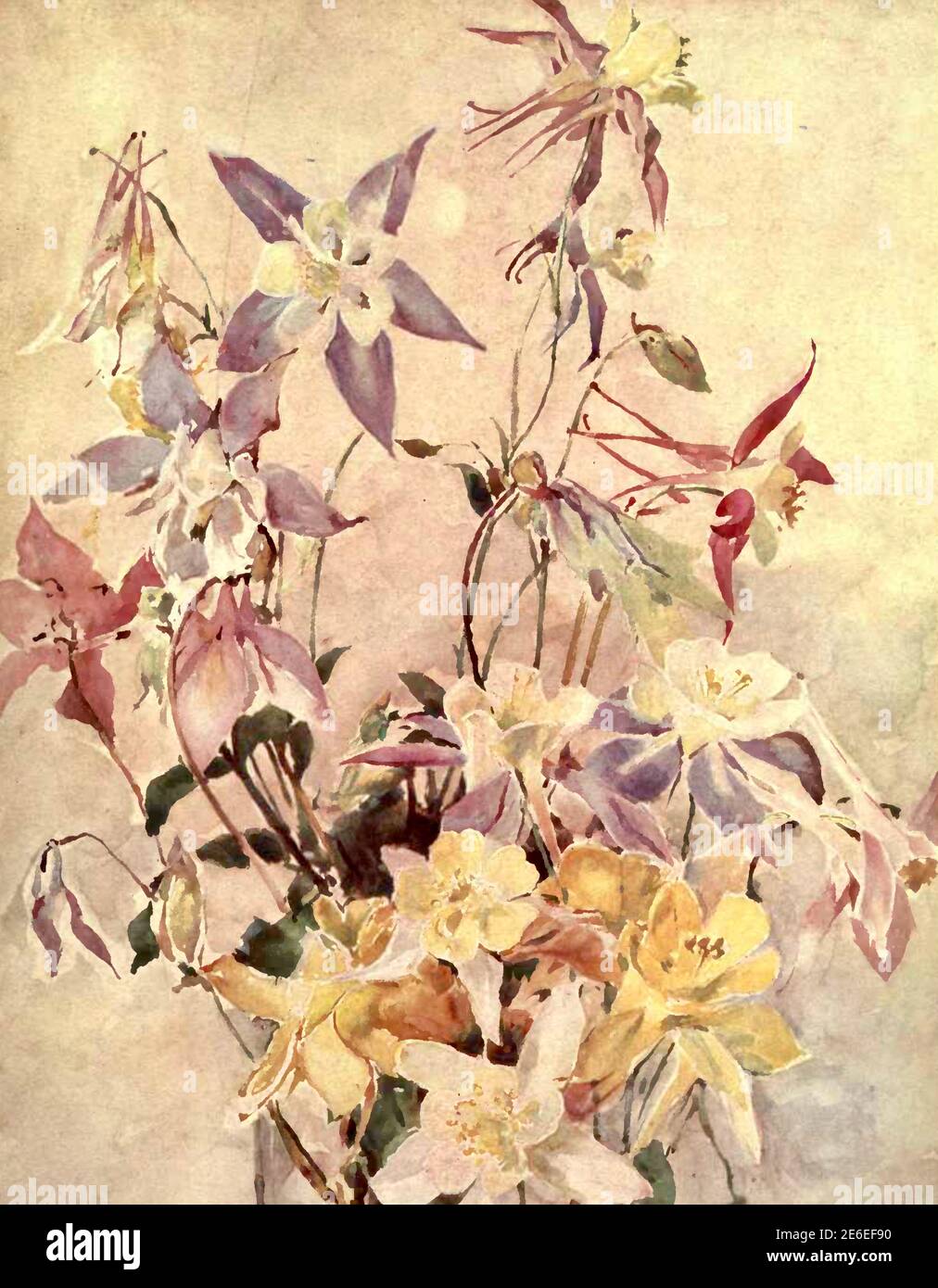 James flower hi-res stock photography and images - Alamy