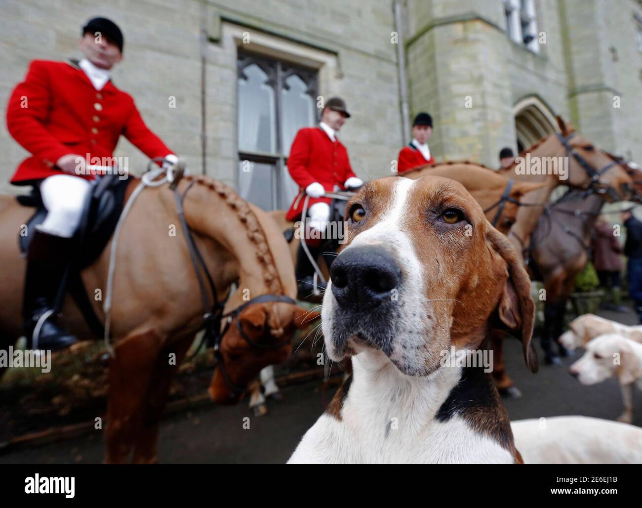 Hounds chasing foxes hi-res stock photography and images - Alamy