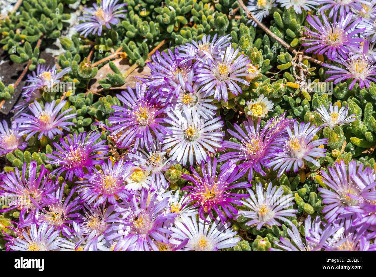 Fynbos Flower High Resolution Stock Photography and Images - Alamy