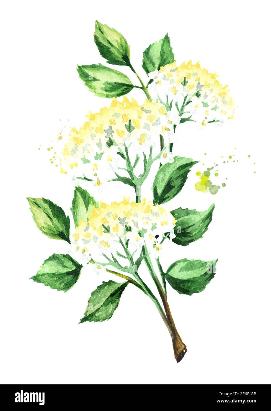 Elder branch with flowers and leaves. Watercolor hand drawn ...