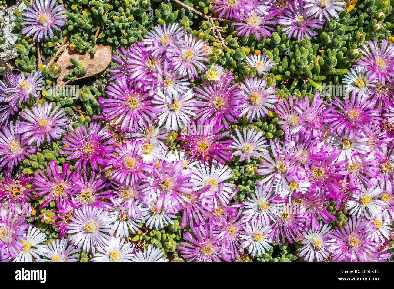 Fynbos Flower High Resolution Stock Photography and Images - Alamy