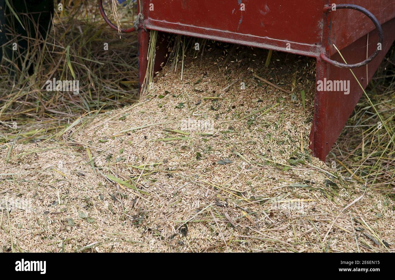 Palay palay hi-res stock photography and images - Alamy