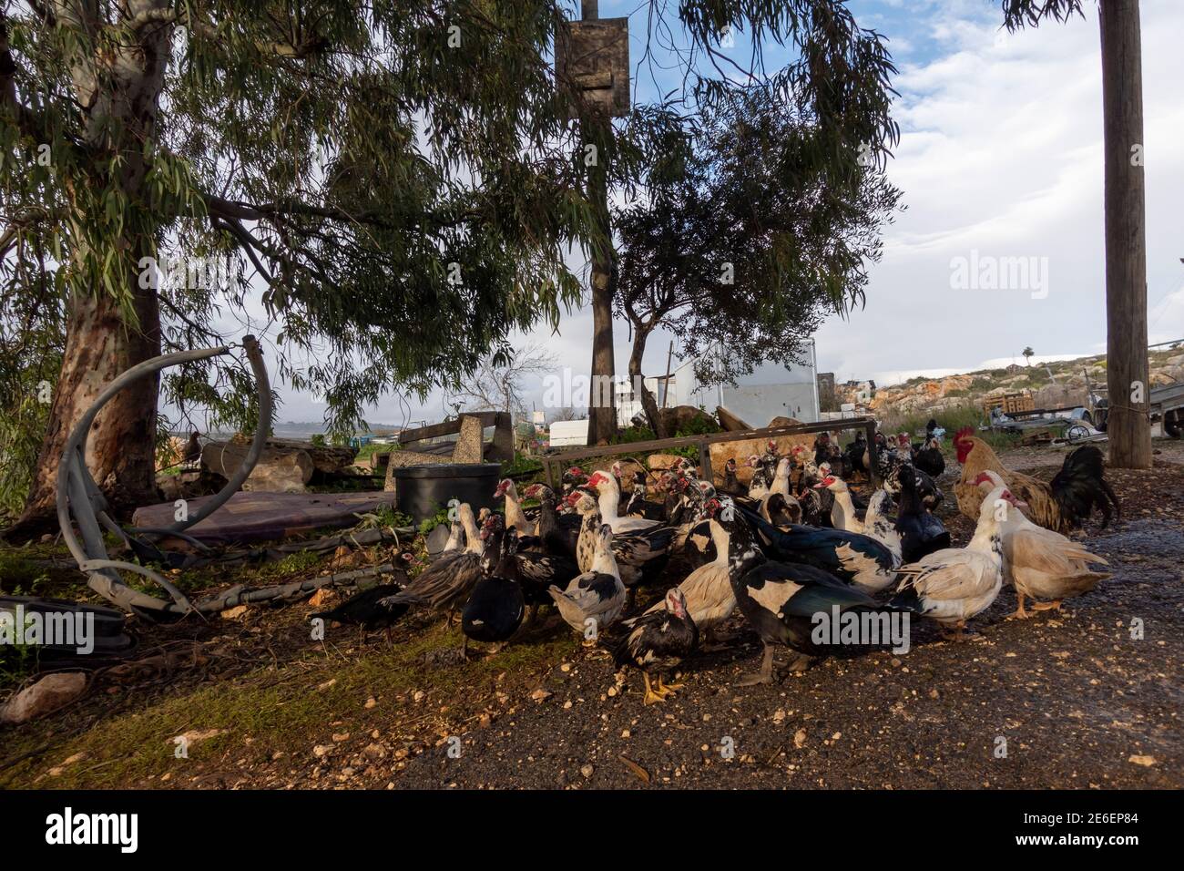 Free-range ducks farming at the Jewish settlement of Kfar Tapuach ...