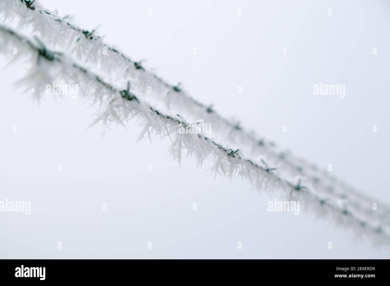 Frozen cage hi-res stock photography and images - Alamy