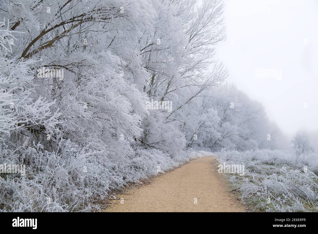 Winter scene with a dirt road and a row of rime covered trees in fog ...