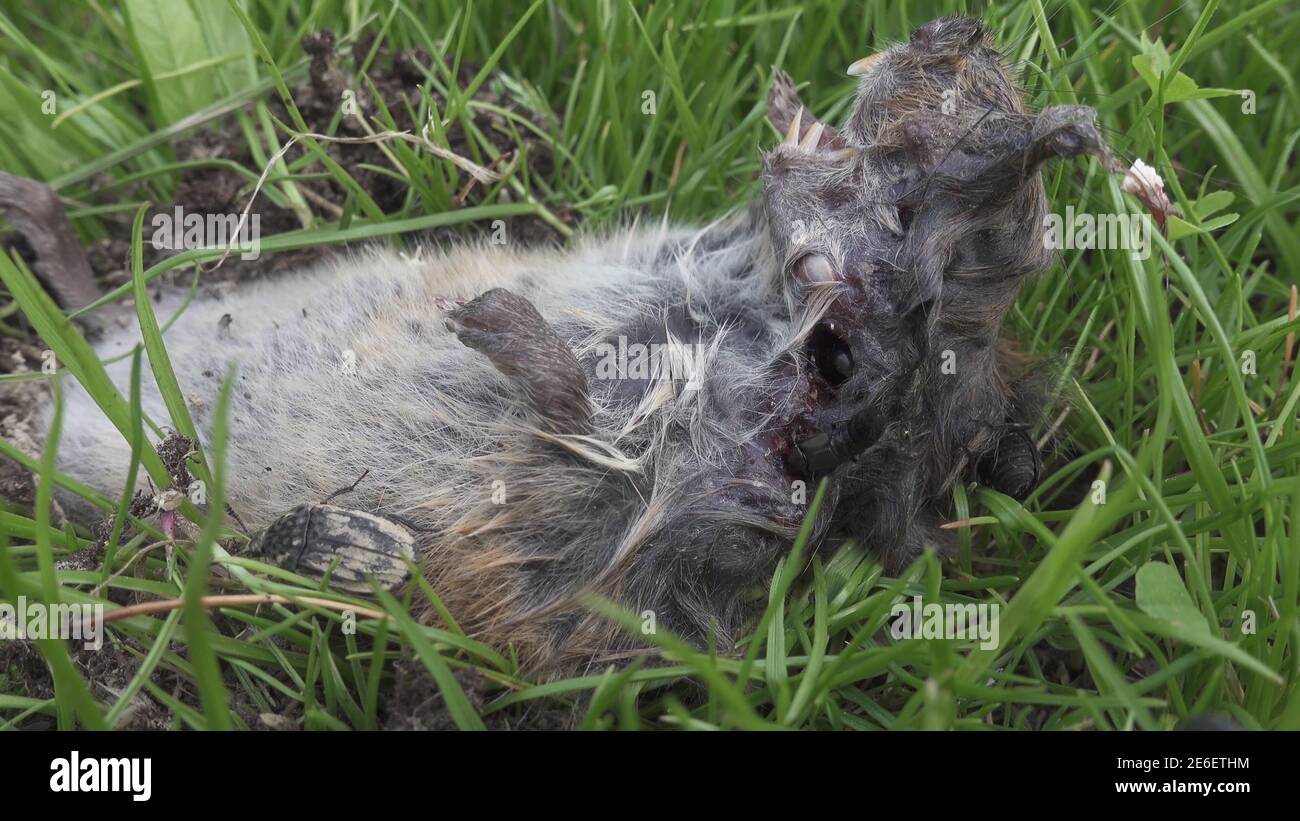 Close-up at rotting mammal carcass covered by insects Stock Photo - Alamy