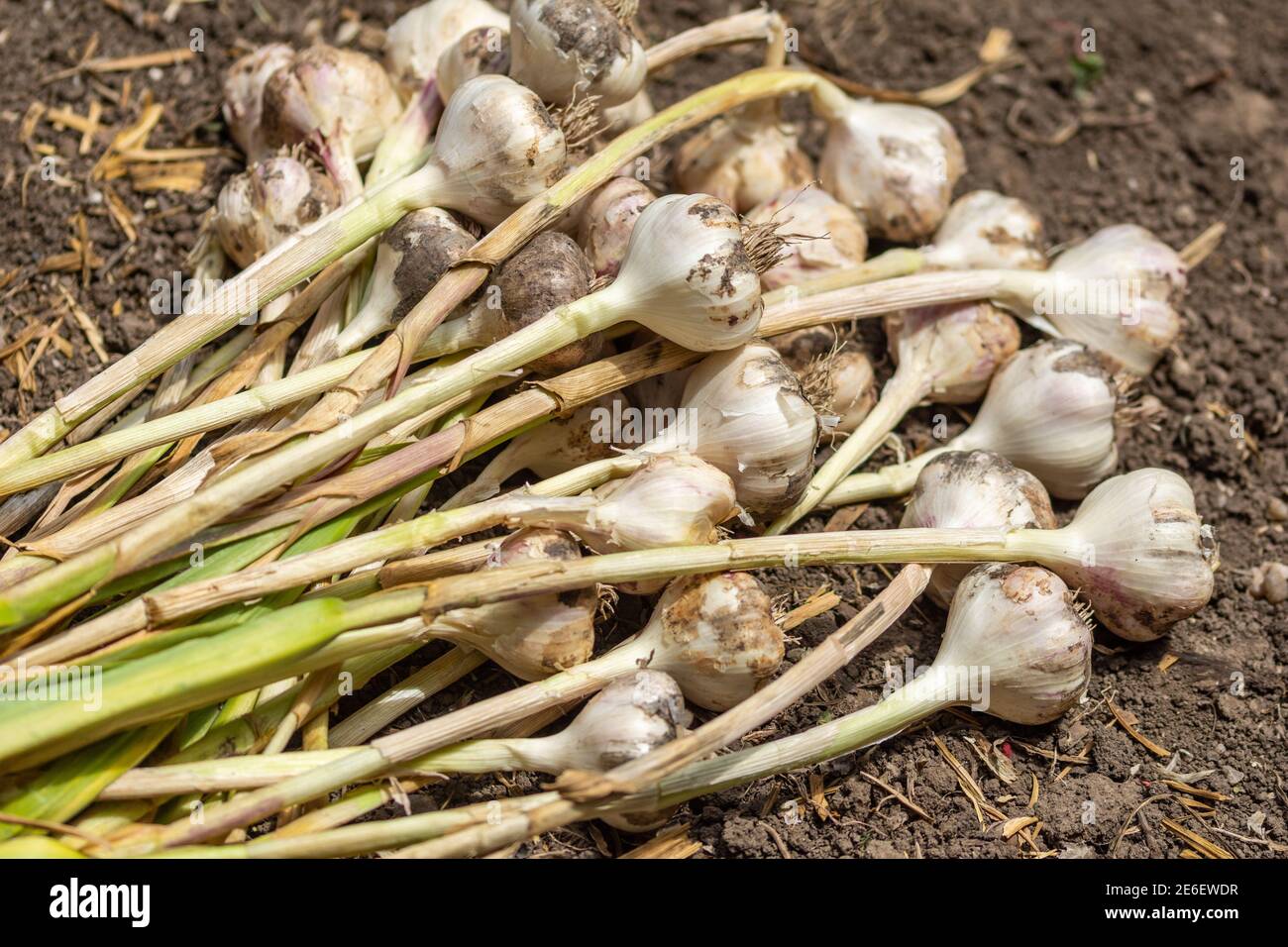 Garlic farming hi-res stock photography and images - Alamy
