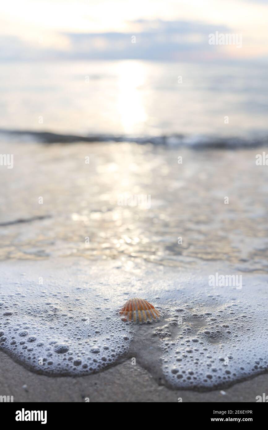 Sea surf seashell on beach hi-res stock photography and images - Alamy