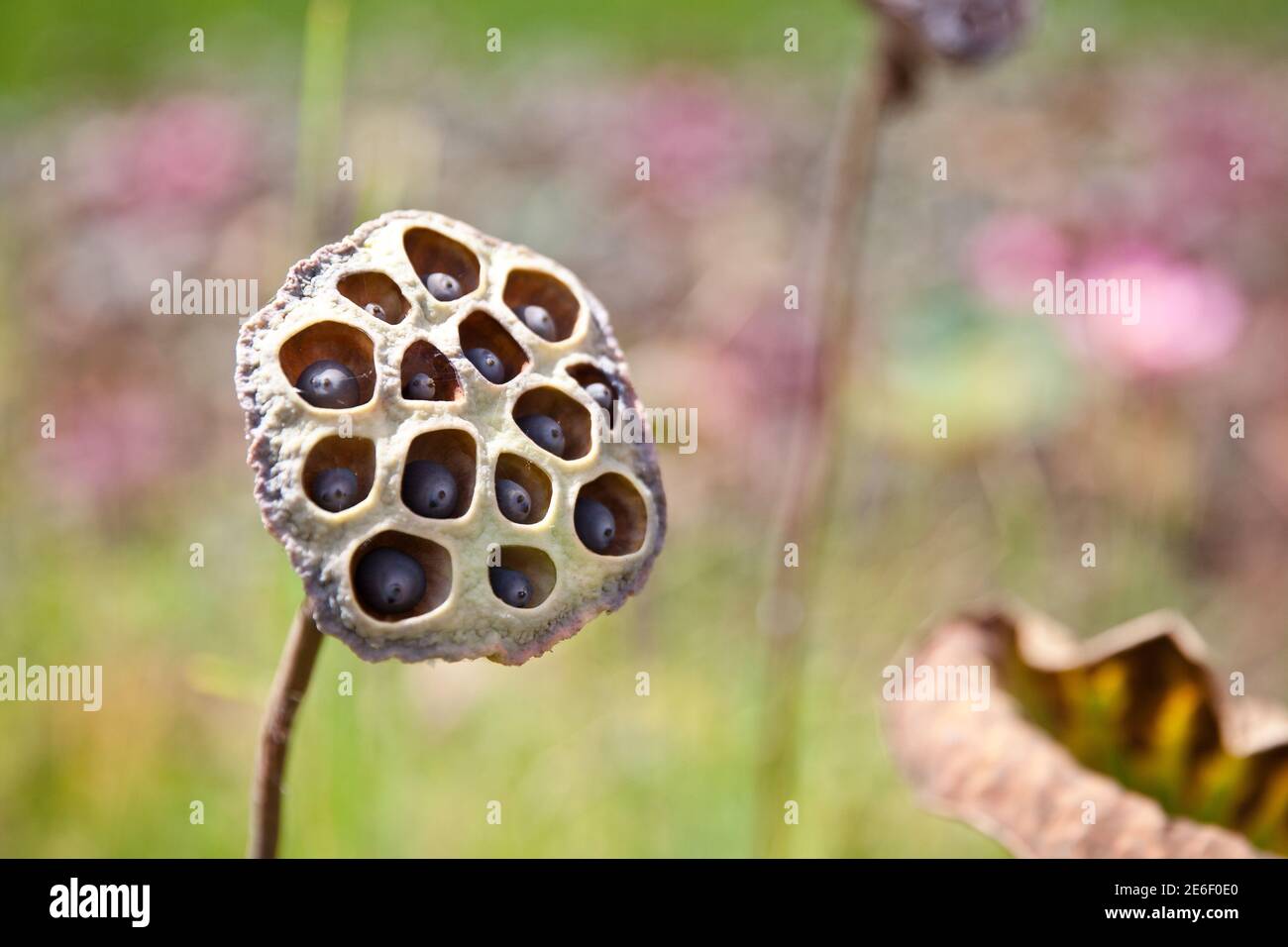 Lotus Seed Pod High Resolution Stock Photography and Images - Alamy