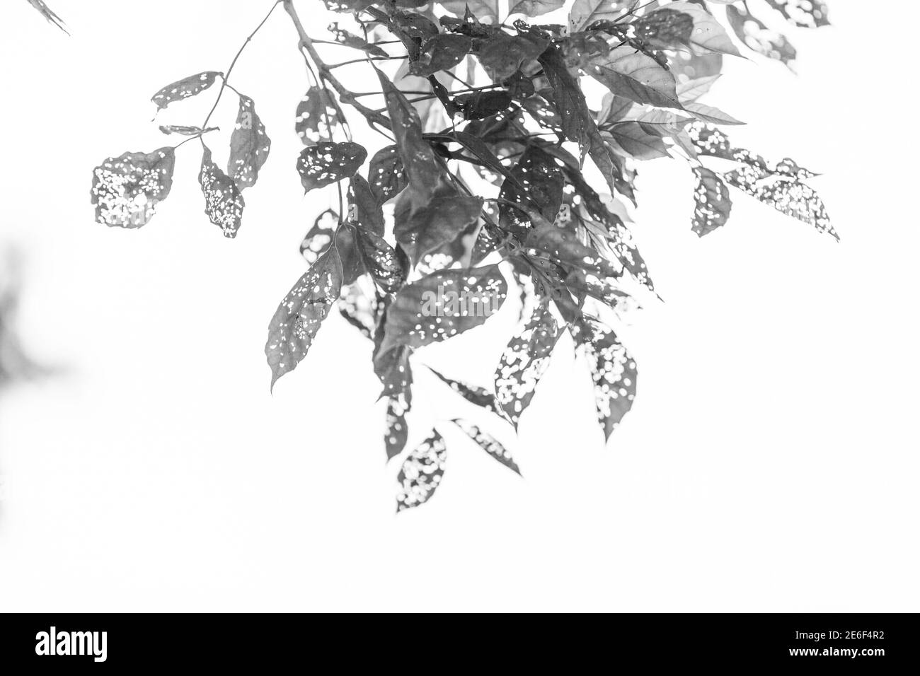 Leaf with pesticide Black and White Stock Photos & Images - Alamy