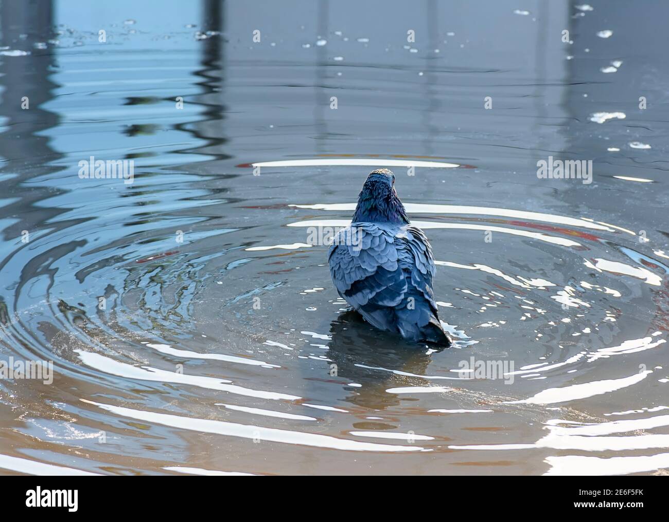 A dove swimming in a spring puddle Stock Photo - Alamy