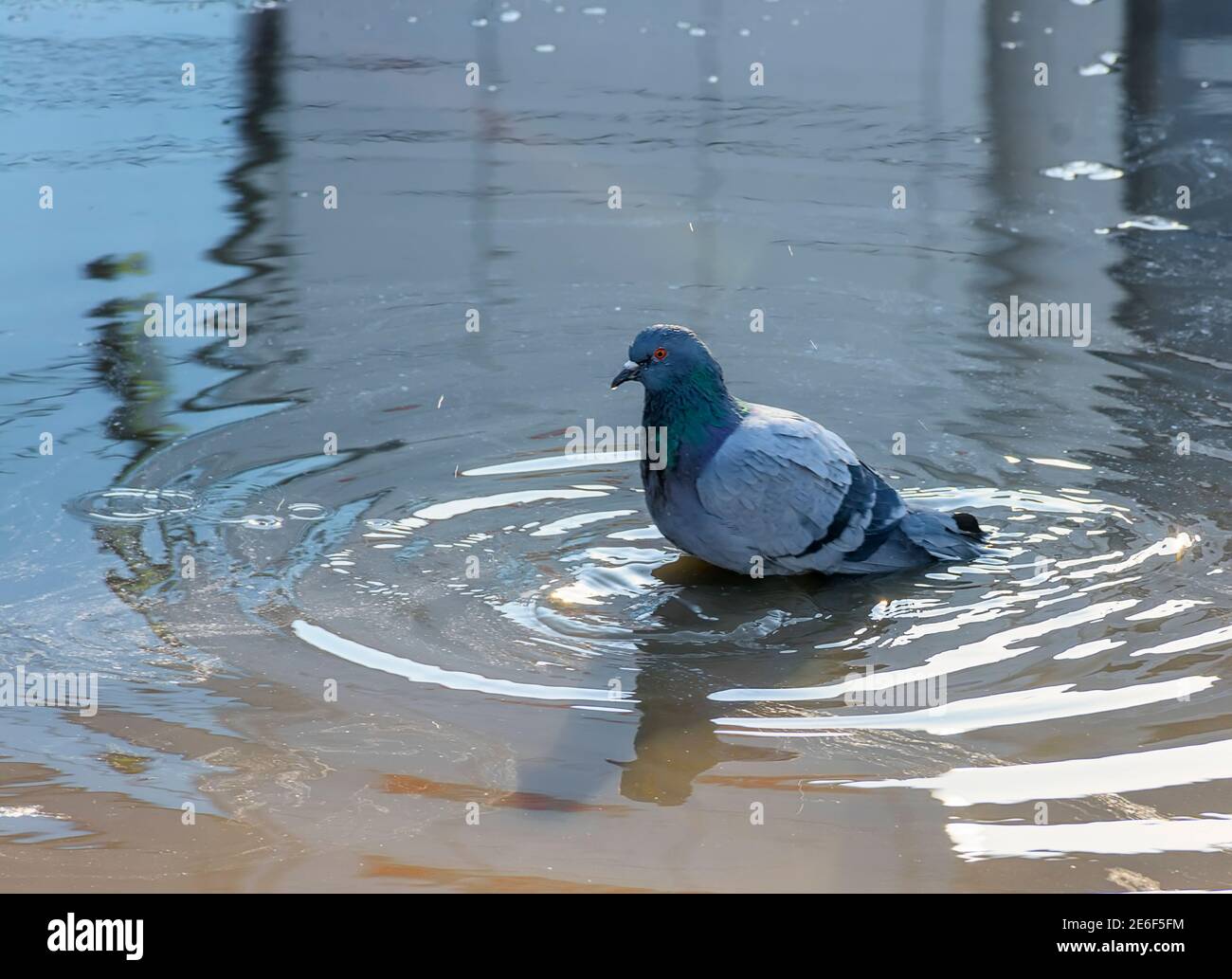 A dove swimming in a spring puddle Stock Photo - Alamy