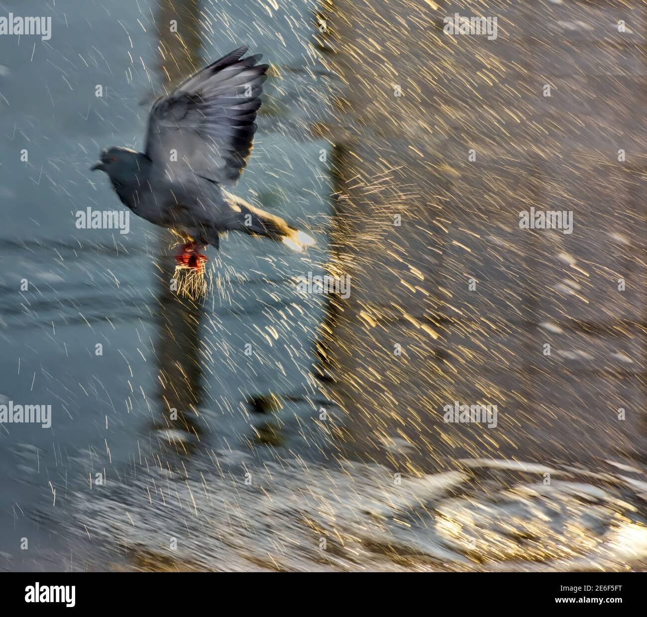 A dove swimming in a spring puddle Stock Photo - Alamy