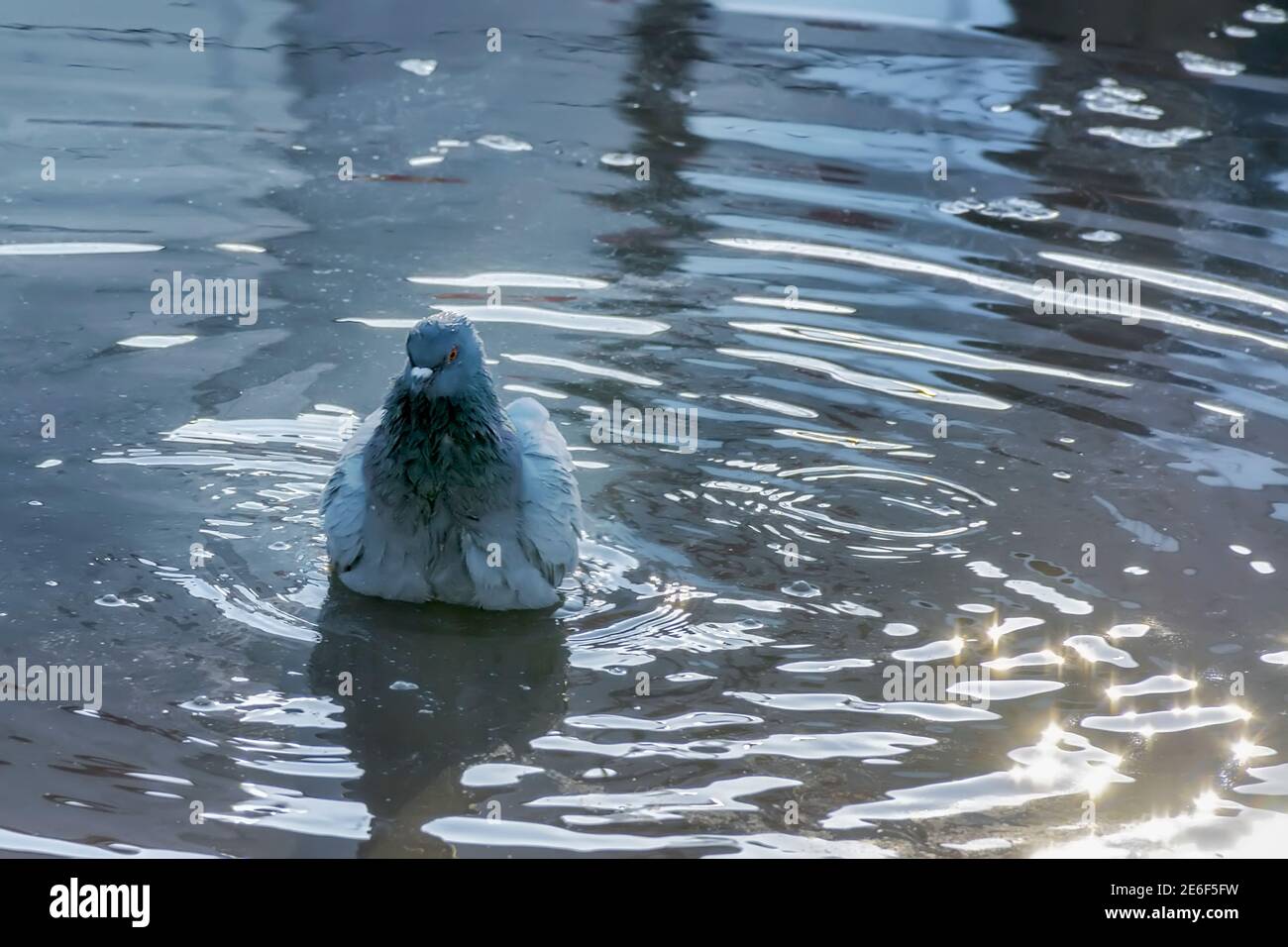 A dove swimming in a spring puddle Stock Photo - Alamy