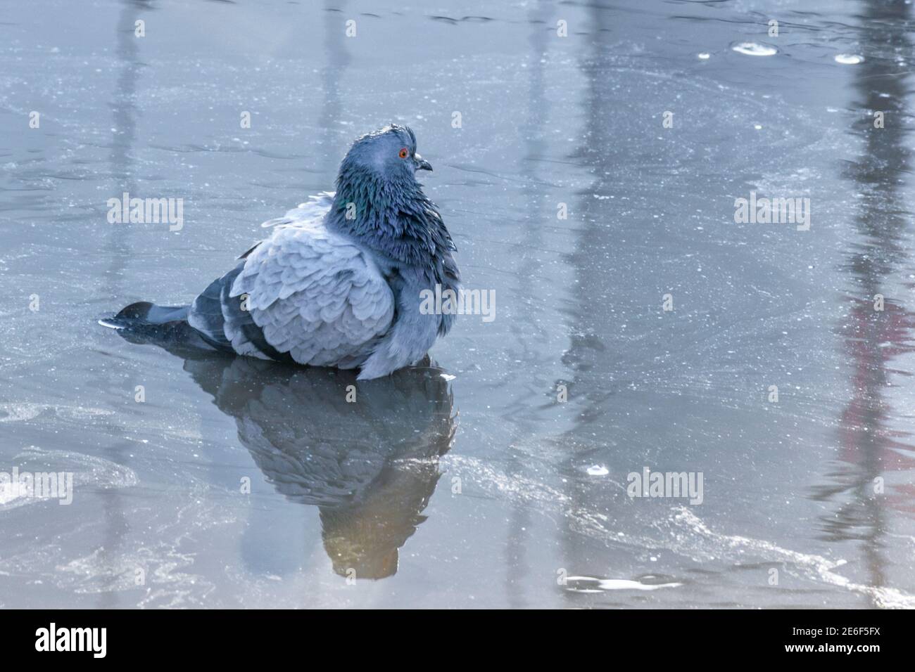 A dove swimming in a spring puddle Stock Photo - Alamy