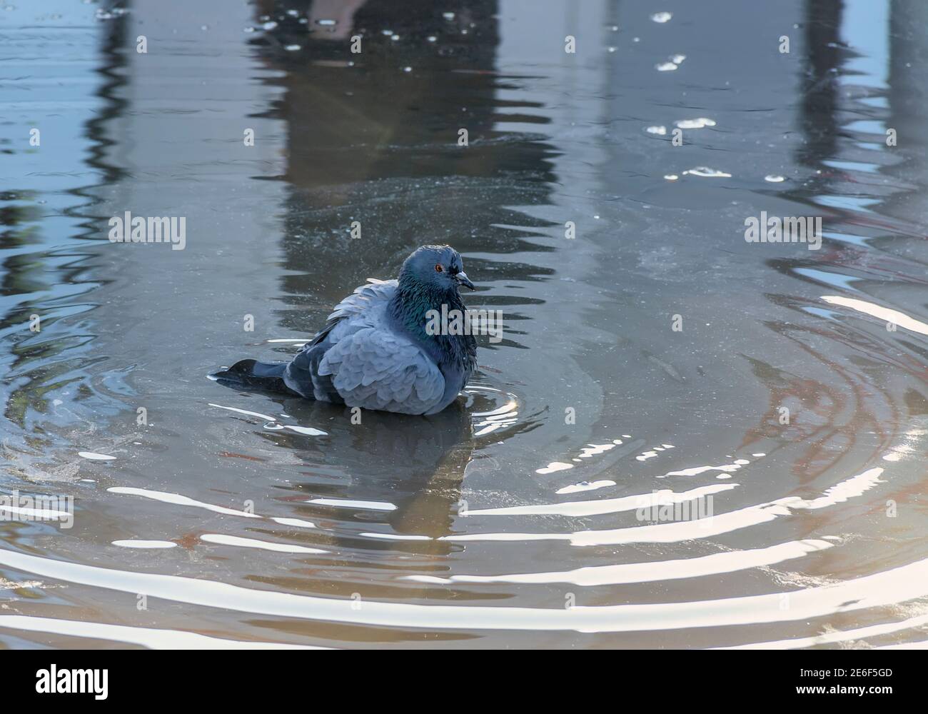 A dove swimming in a spring puddle Stock Photo - Alamy