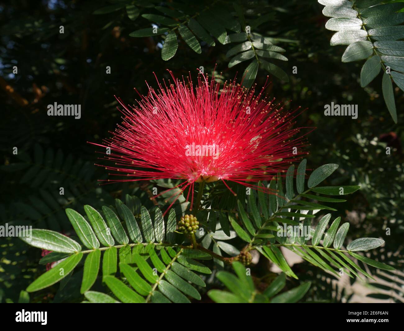 Calliandra haematocephala hi-res stock photography and images - Alamy