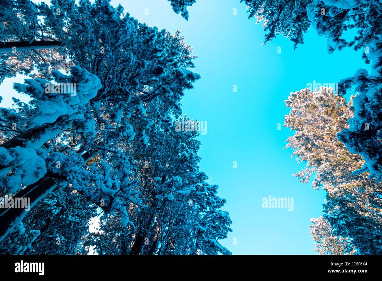 Snowy pine trees from below. Winter in the forest. Winter background ...