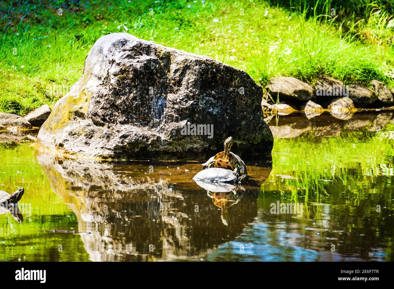 Turtles in pond - outdoors photograph Stock Photo - Alamy