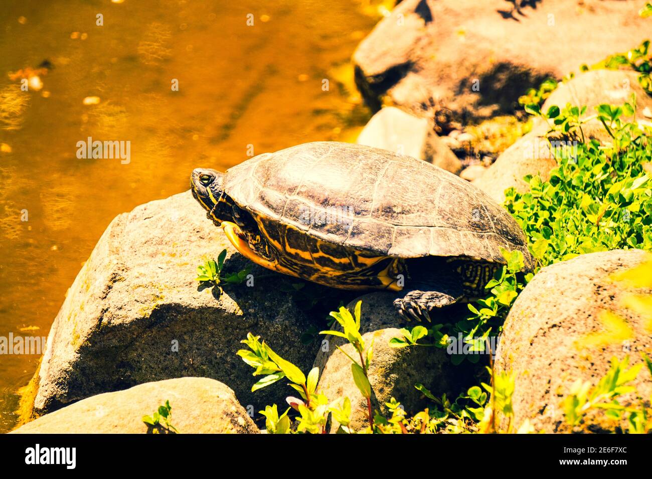 Turtle walking on stones/ grass Stock Photo - Alamy