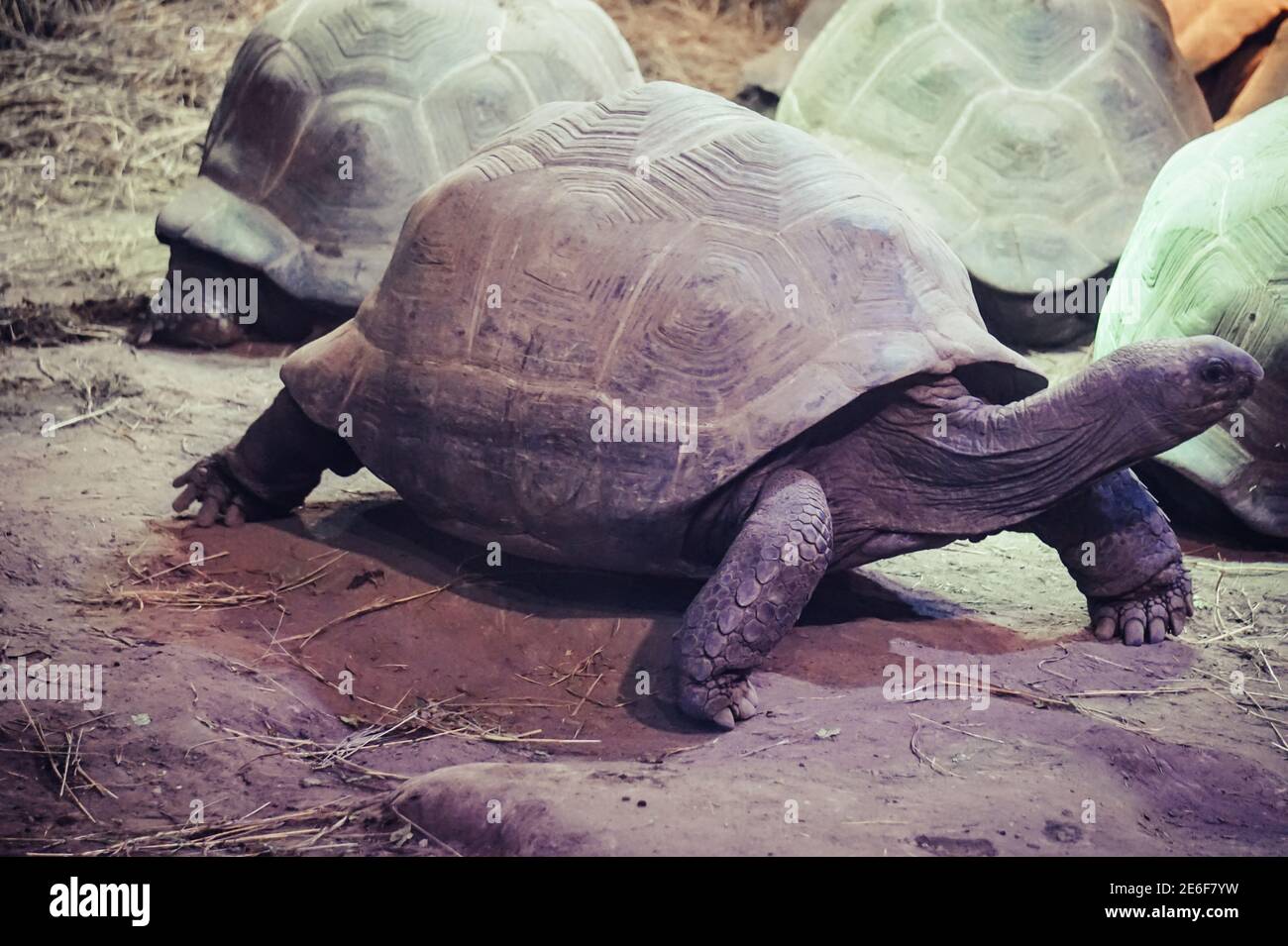 Turtle walking - side view Stock Photo - Alamy