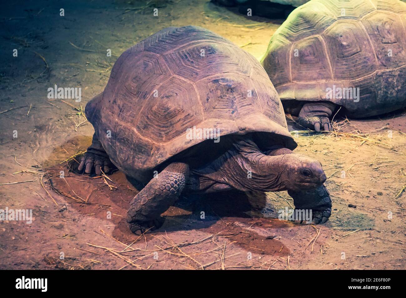 Turtle walking - side view Stock Photo - Alamy
