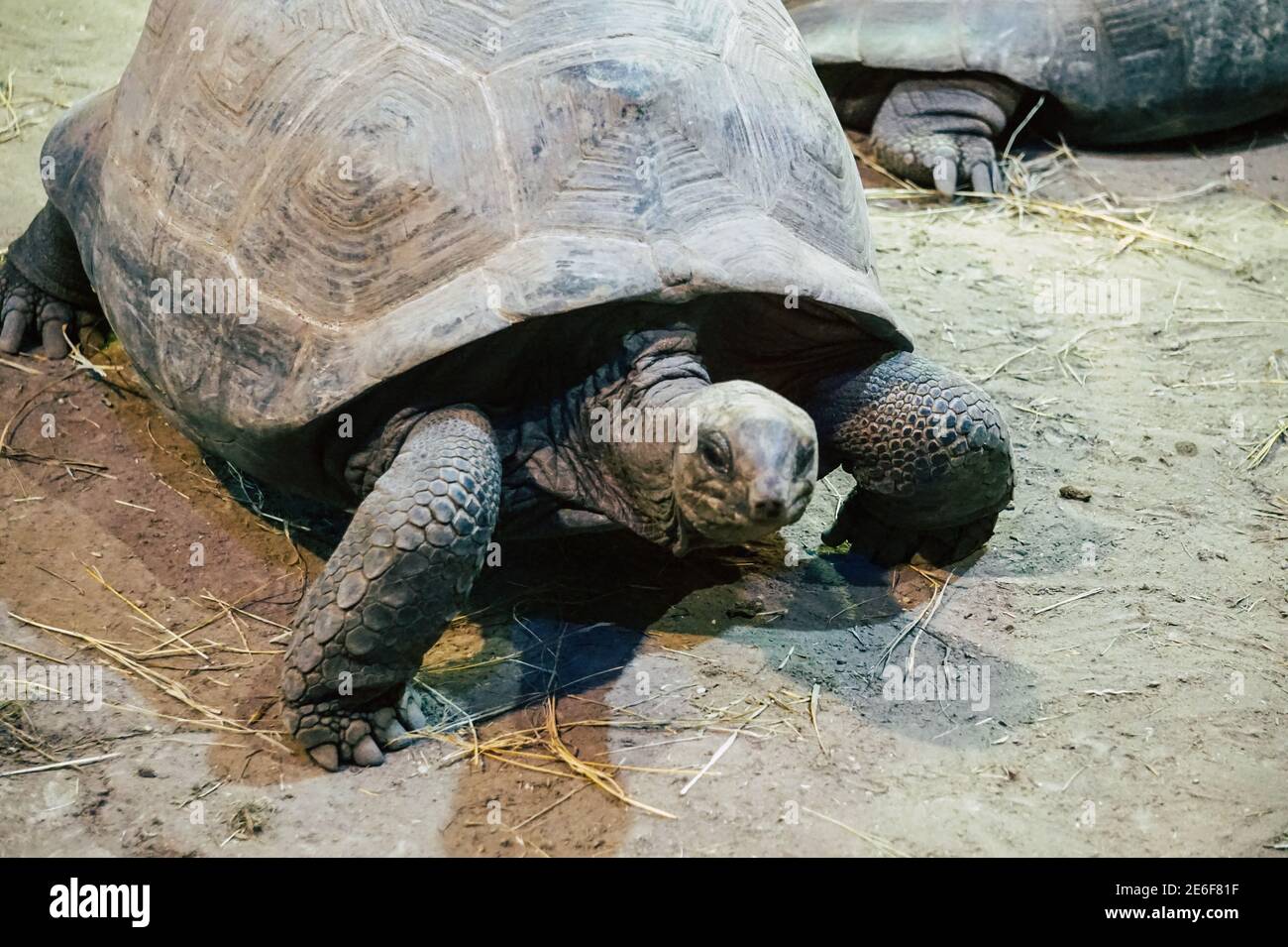 Turtle walking - side view Stock Photo - Alamy