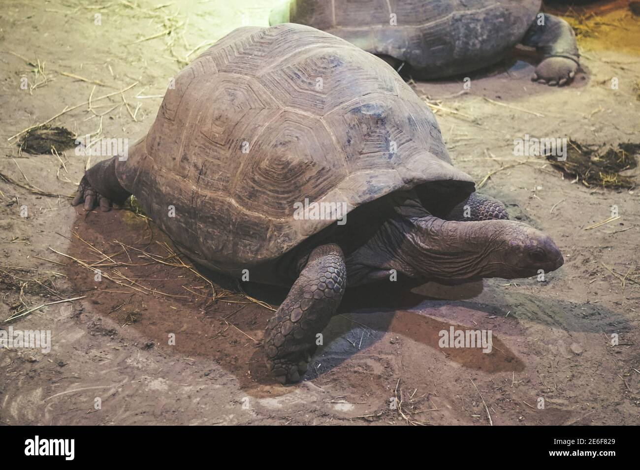Turtle walking - side view Stock Photo - Alamy