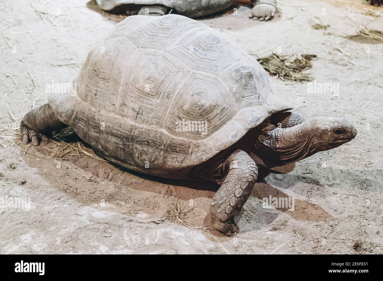 Turtle walking - side view Stock Photo - Alamy