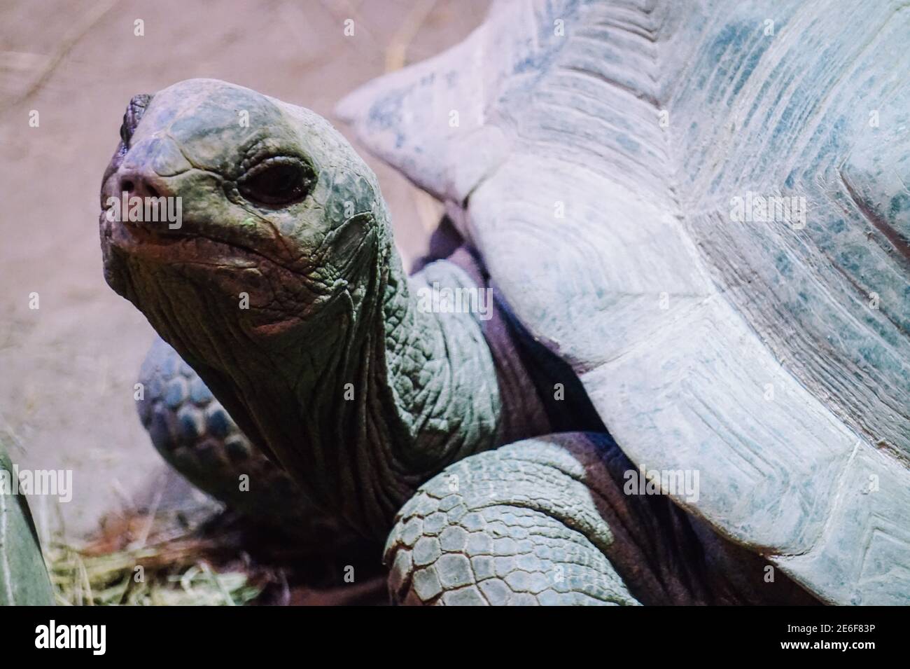 Turtle walking - side view Stock Photo - Alamy