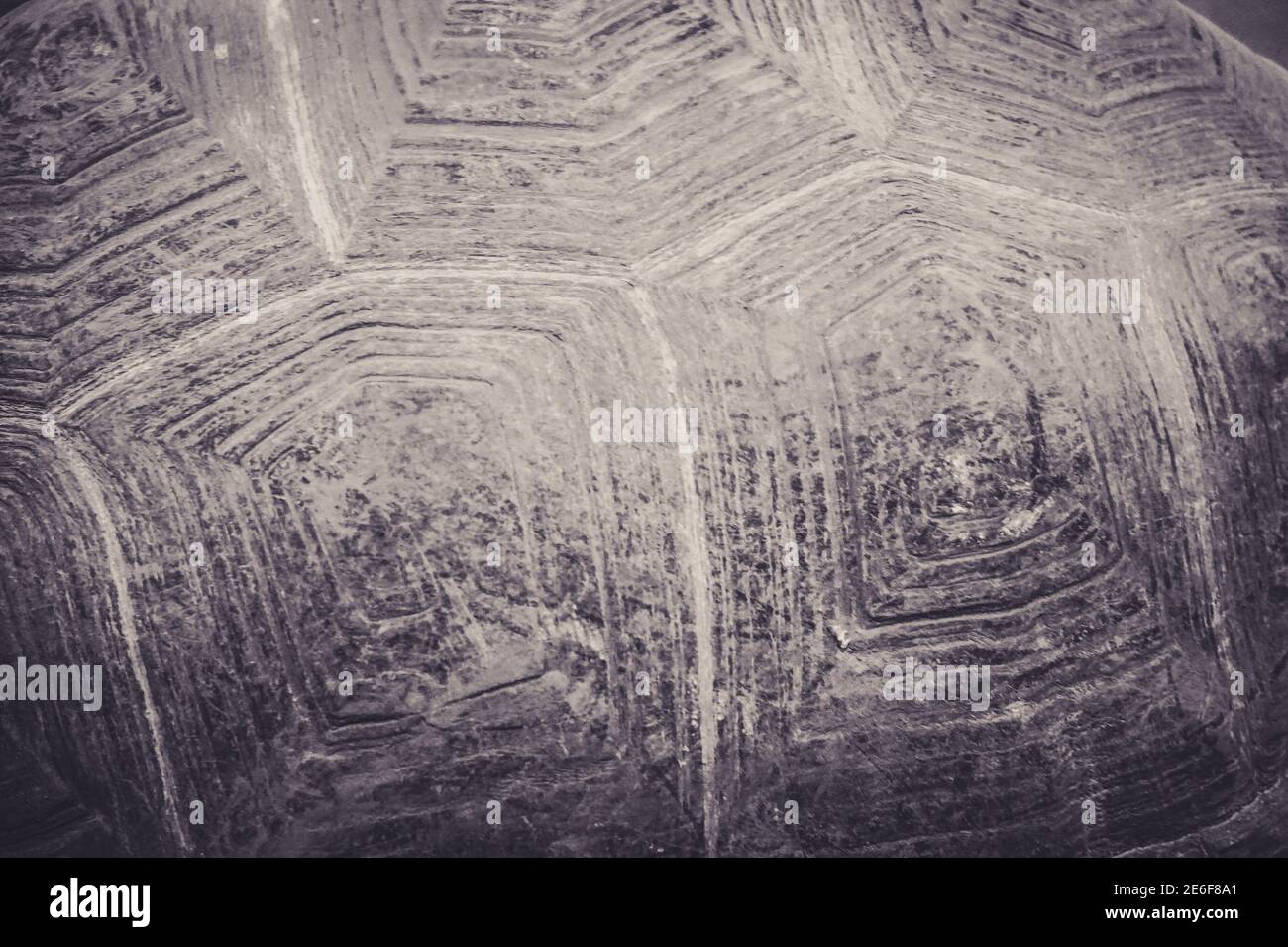 Turtle shell - close-up photograph Stock Photo - Alamy