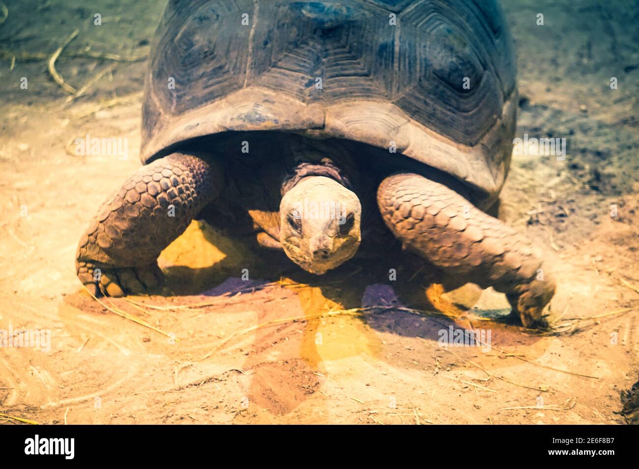 Old turtle - front view, close-up photograph Stock Photo - Alamy