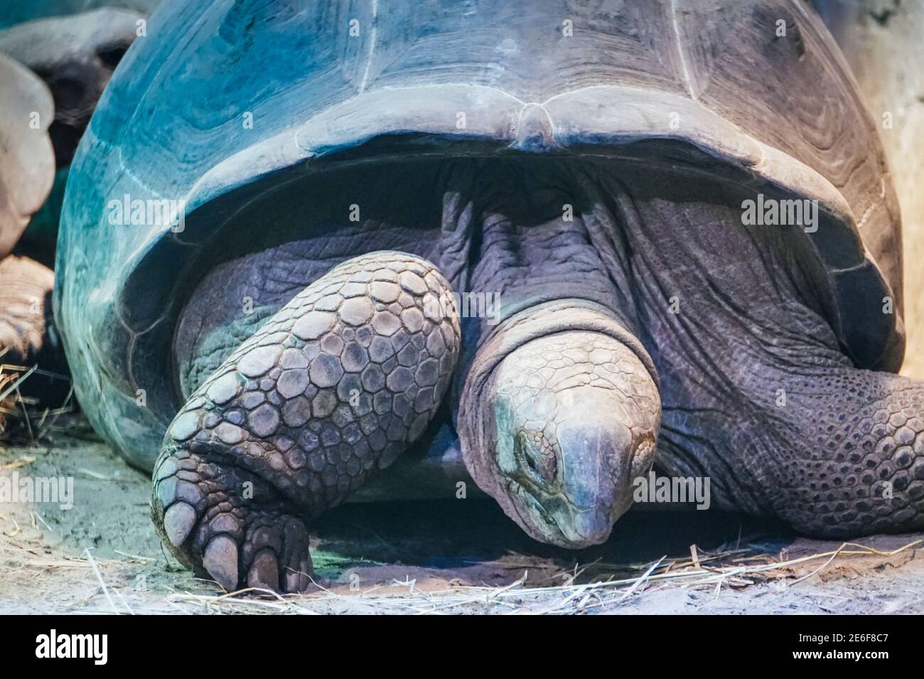 Turtle front hi-res stock photography and images - Alamy