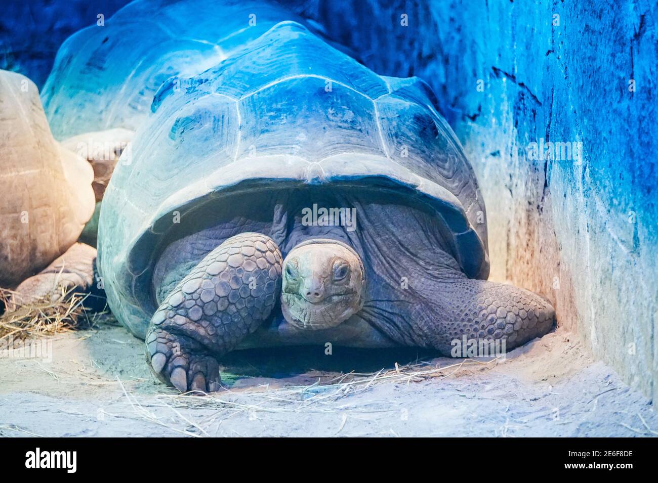 Old turtle - front view, close-up photograph Stock Photo - Alamy