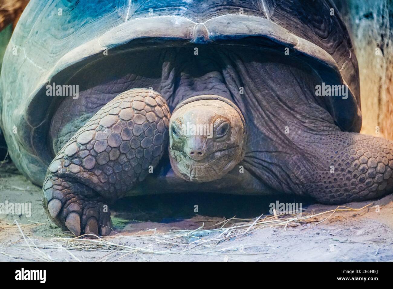 Old turtle - front view, close-up photograph Stock Photo - Alamy