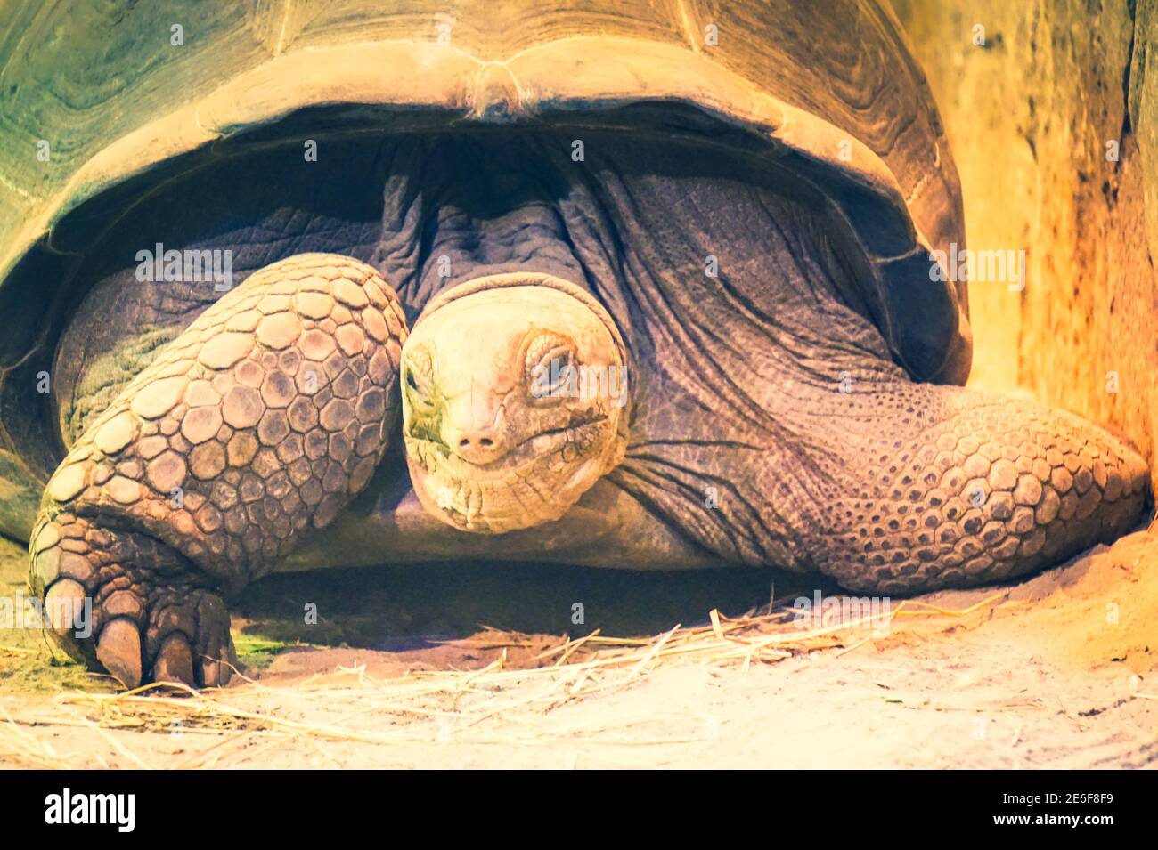 Old turtle - front view, close-up photograph Stock Photo - Alamy