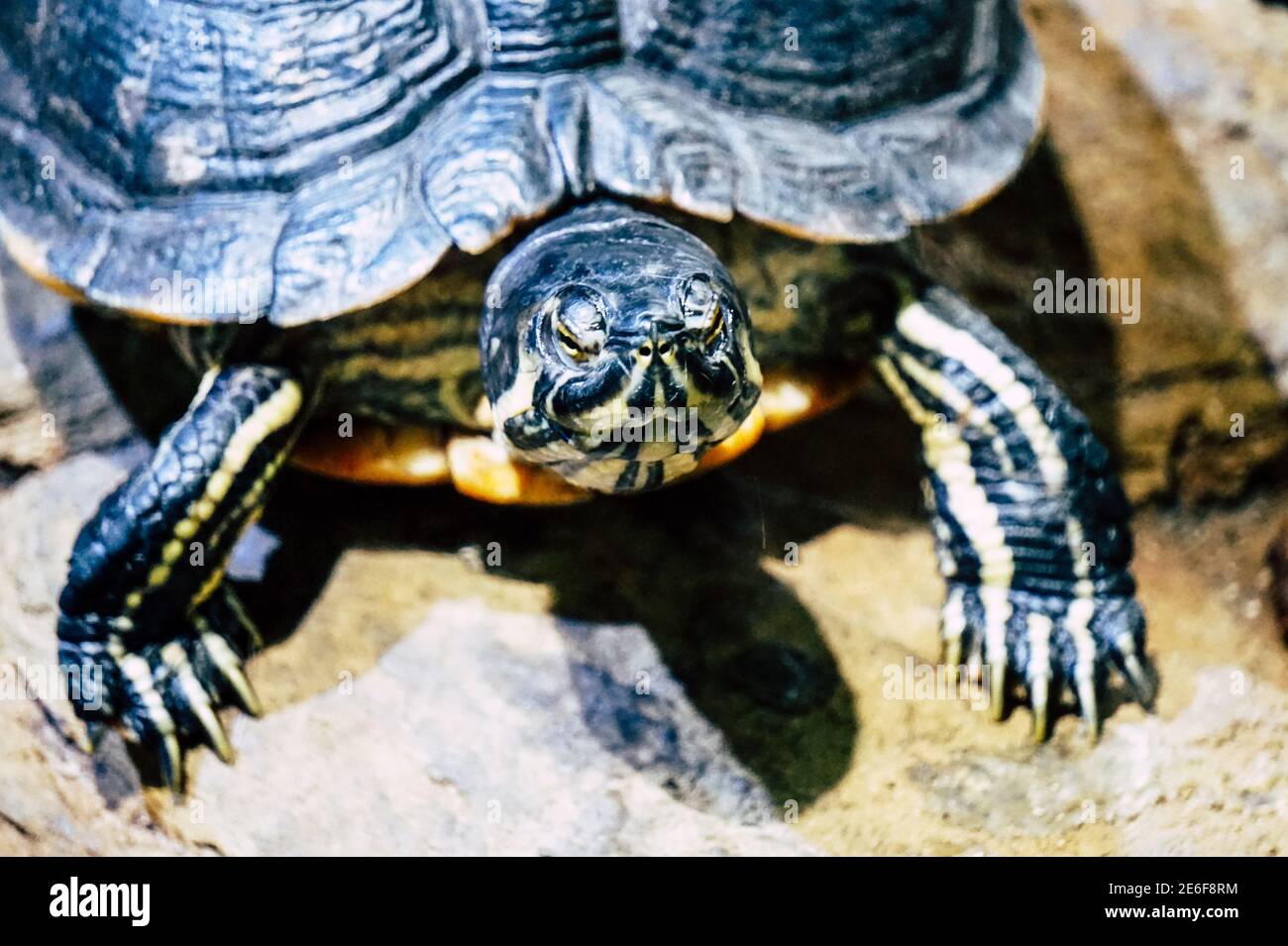 Turtle walking on a stone Stock Photo - Alamy
